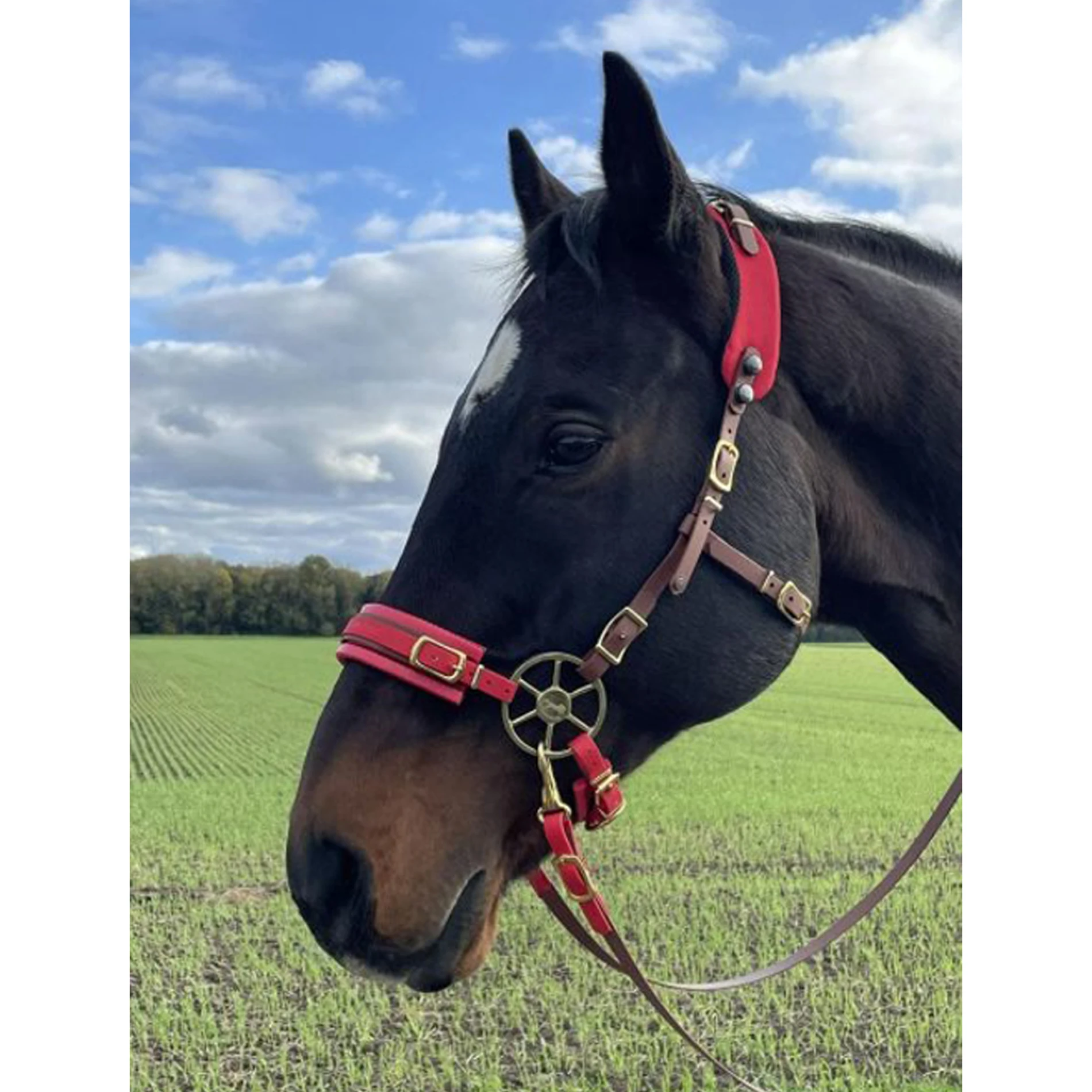 Endurance Luxury Vegan Leather Horse Nylon Biothane Bridle Pvc ...