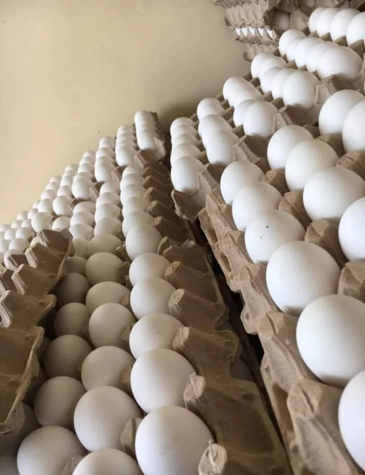 Fresh Organic Poultry Chicken Brown Table Eggs | Hallal Top Quality ...