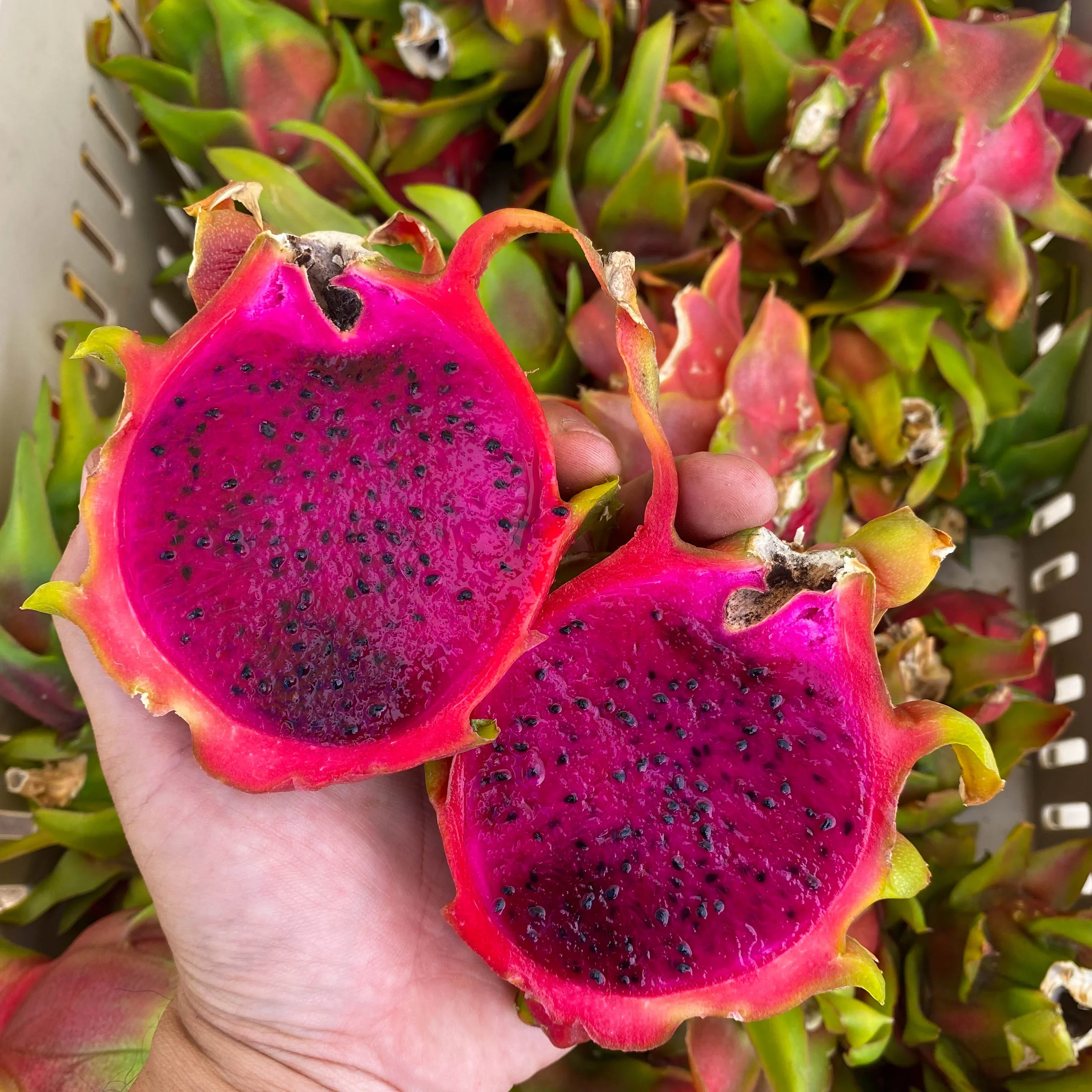 Fresh Dragon Fruit Red Flesh Vietnam Goodprice Red-dragon - Vietnam ...