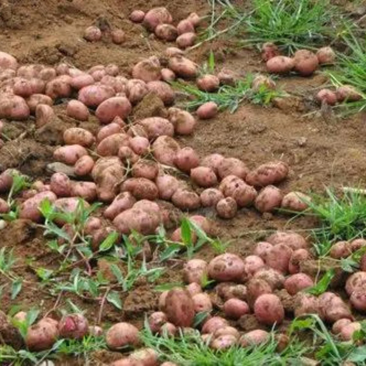2024 Red A Grade Lady Rosetta Potato High Quality Fresh Red Potato From ...