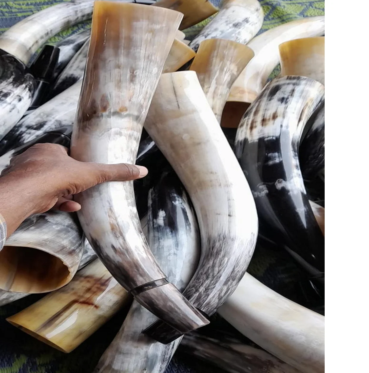 Custom Made Beautiful Blowing Horns from Real Buffalo Horns