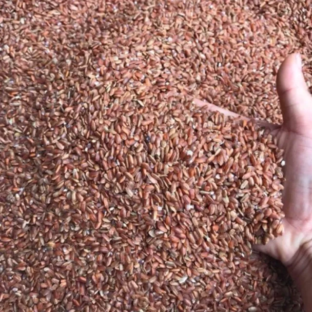 Akina Red Glutinous Rice - Best Black Rice Seeds for Export