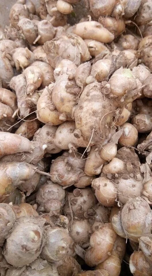 Fresh Sand Ginger Segments Cutcherry Root Aromatic Ginger For Spice Use ...