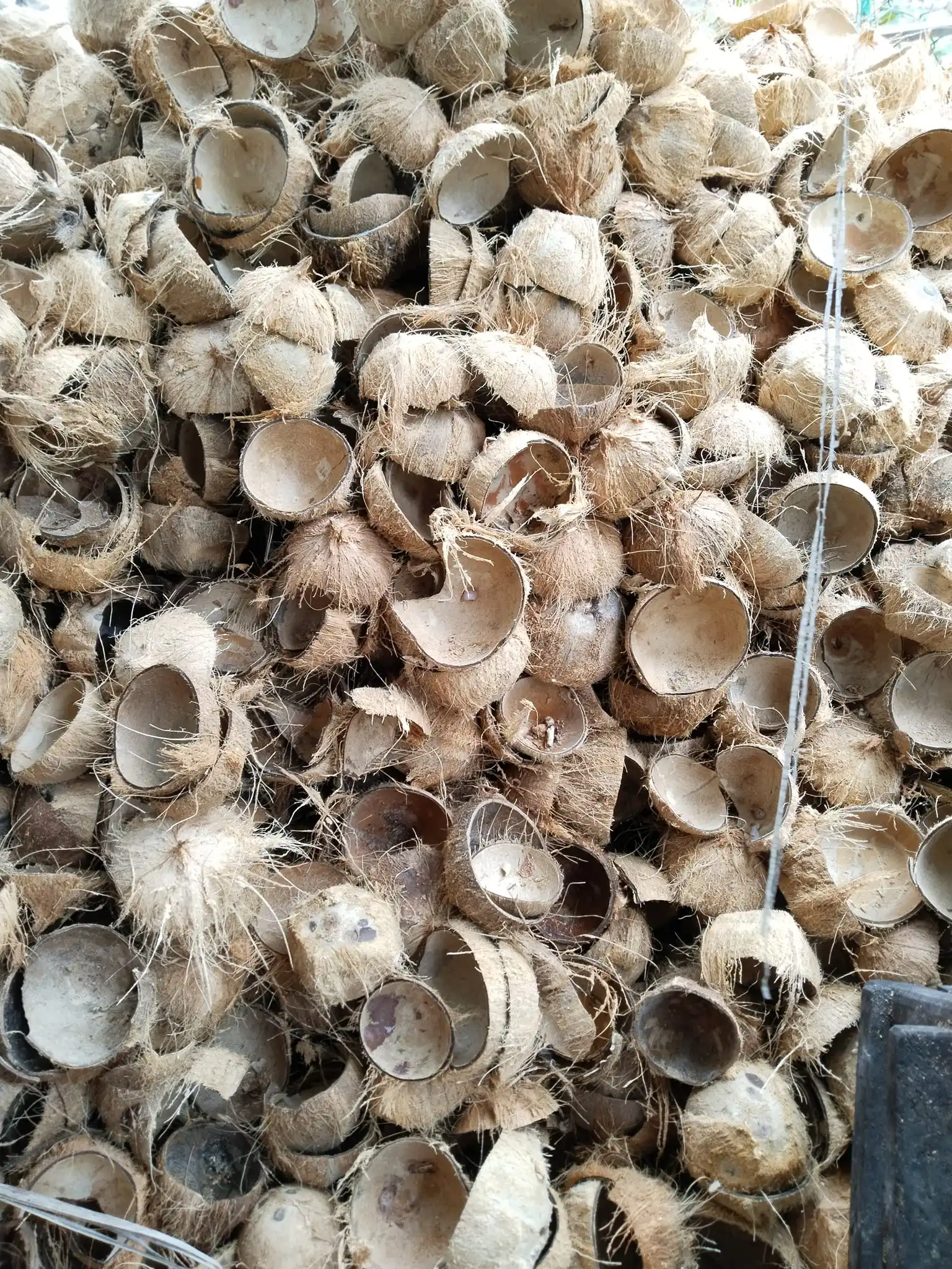 Raw Coconut Shell Chip Broken, Crushed Coconut Shell Making BBQ ...