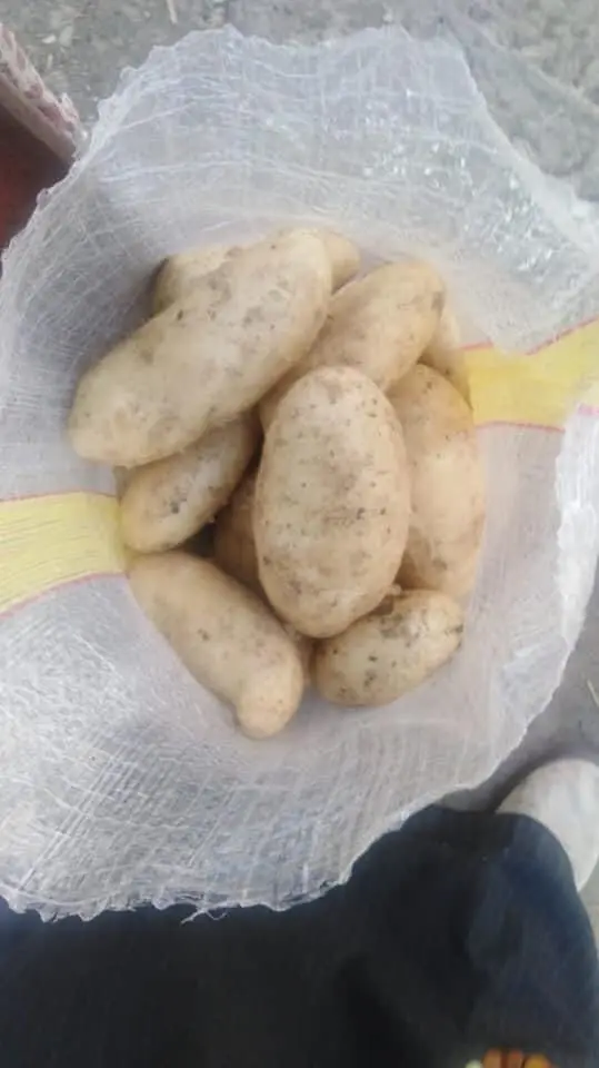 Fresh Potatoes From Egypt (spunta,Kara,Rosetta,Nicola,Diamante,Mondial ...