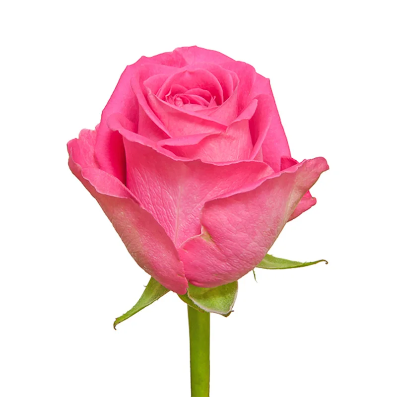 Valentines Day Flower Kenyan Pink Fresh Roses 4cm Head Size 52cm Stem ...