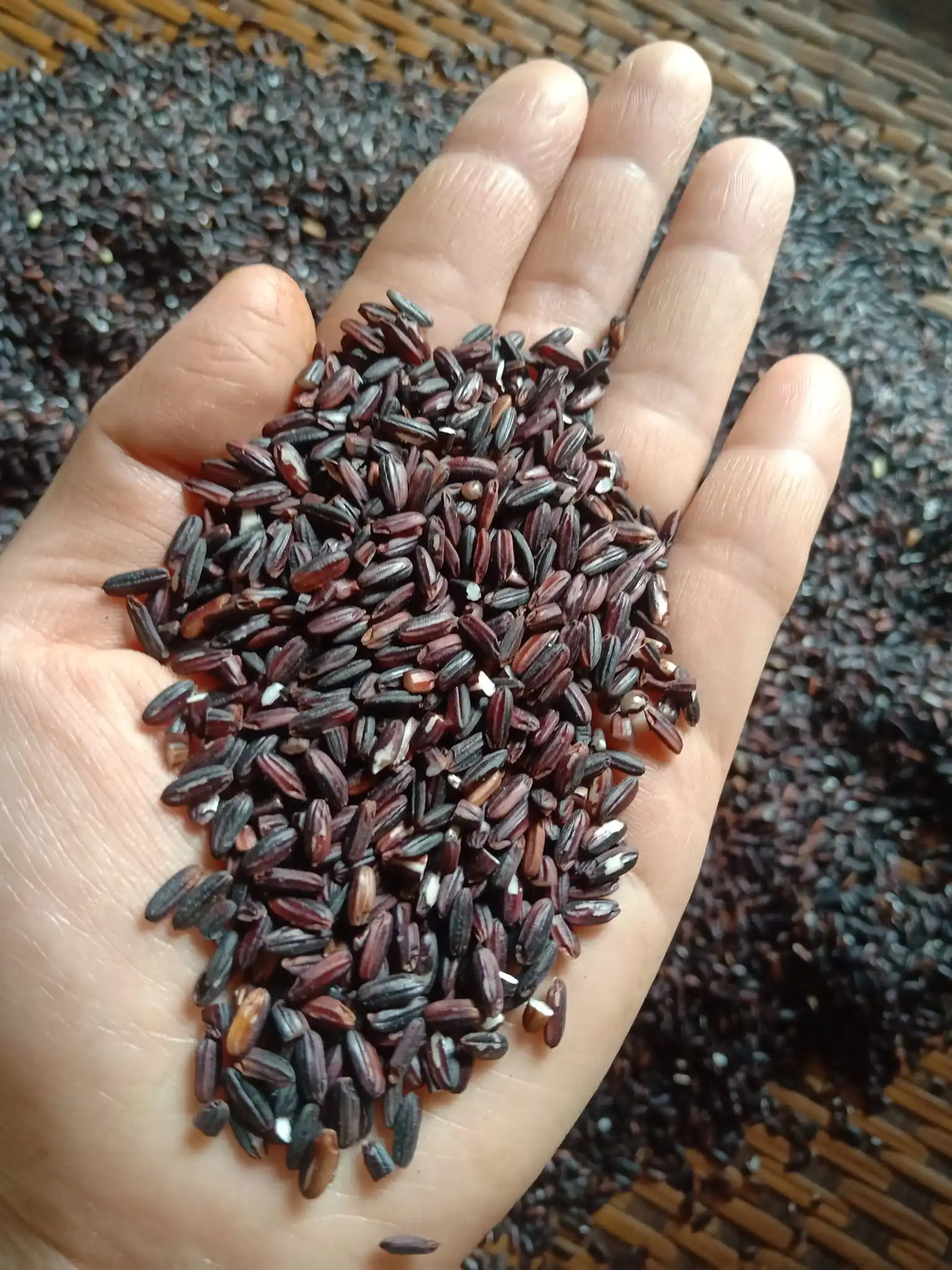 Cheap Standard Export Red Glutinous Rice Bulk Ms Sophie| Alibaba.com