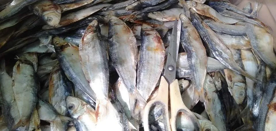 Best Quality Dried Herring from Vietnam - Premium Grade