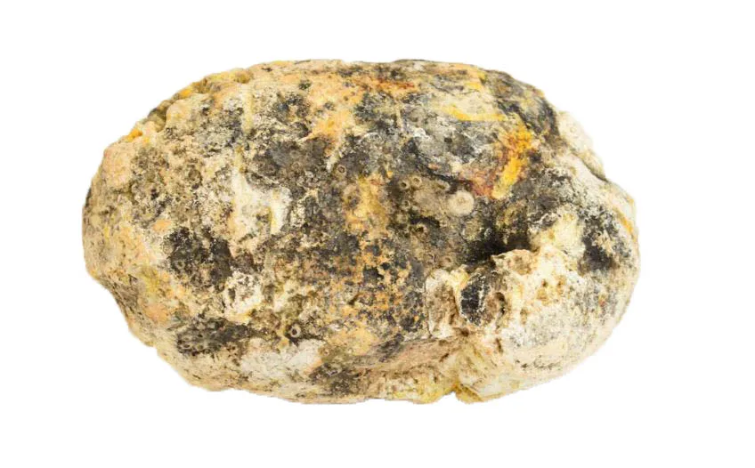 Synthetic Ambergris Whale Vomit Ambergris Fresh Quality Sperm 100% Pure ...