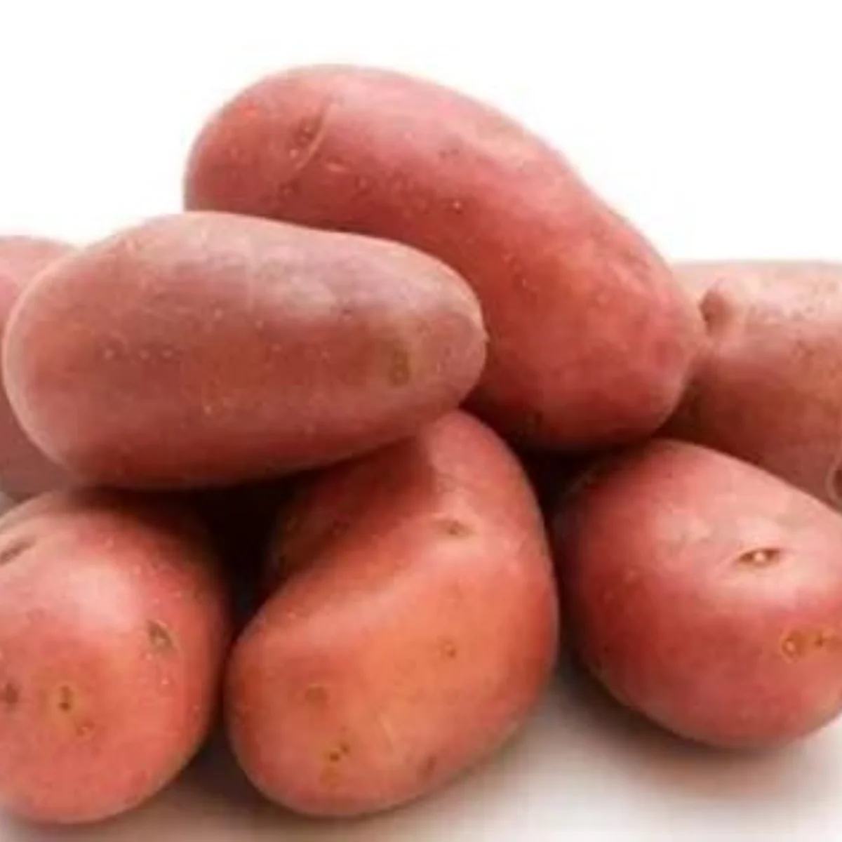 2024 Red A Grade Lady Rosetta Potato High Quality Fresh Red Potato From ...
