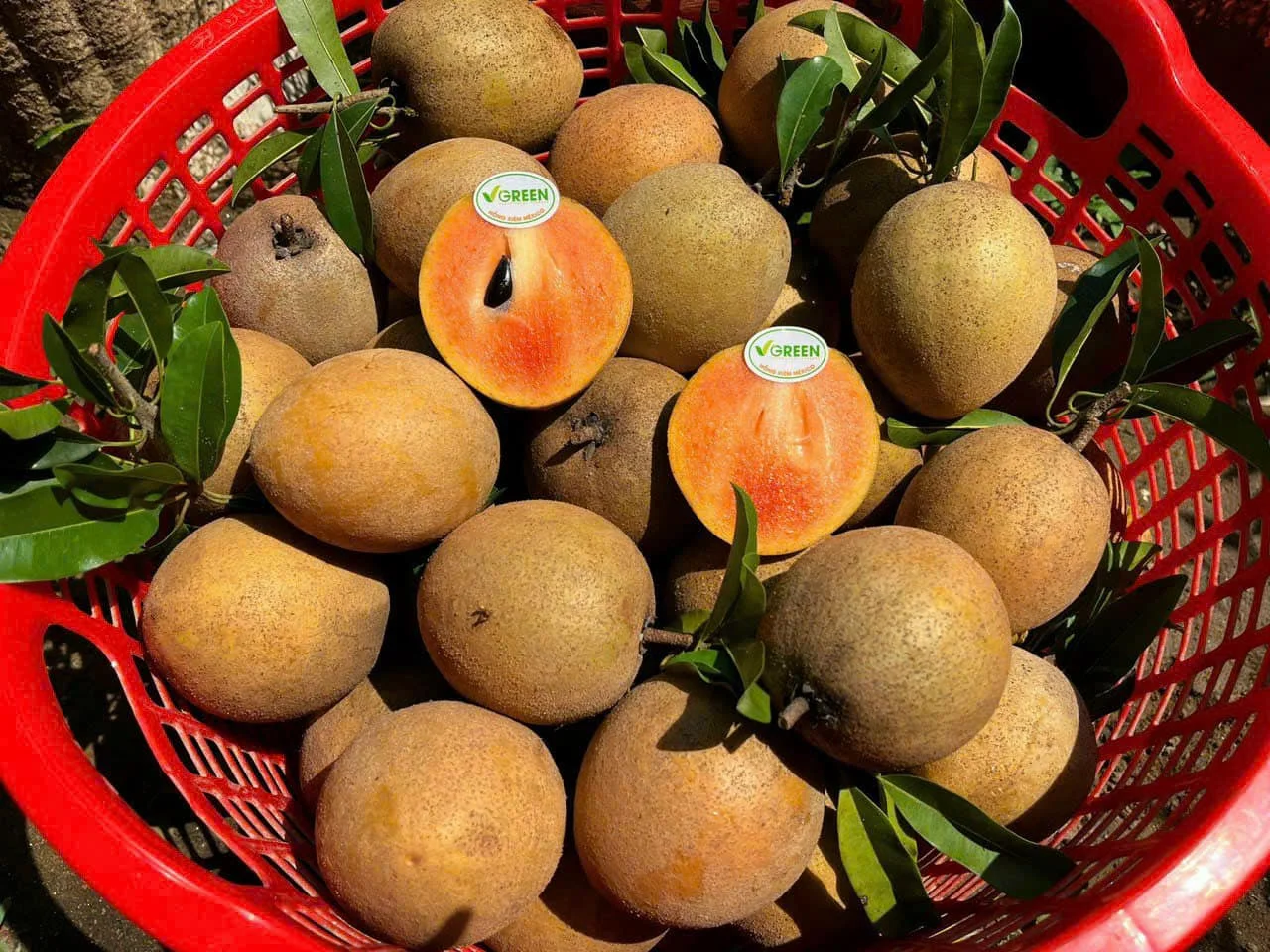 Vietnam Tropical Fresh Sapodila Fruit Wholesale in Bulk