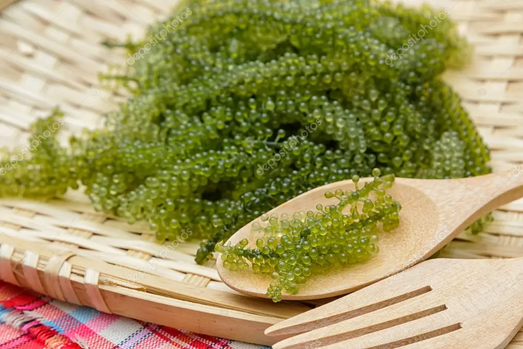 Fresh Sea Grapes - Dehydrated Eucheuma Cottonii Seaweed