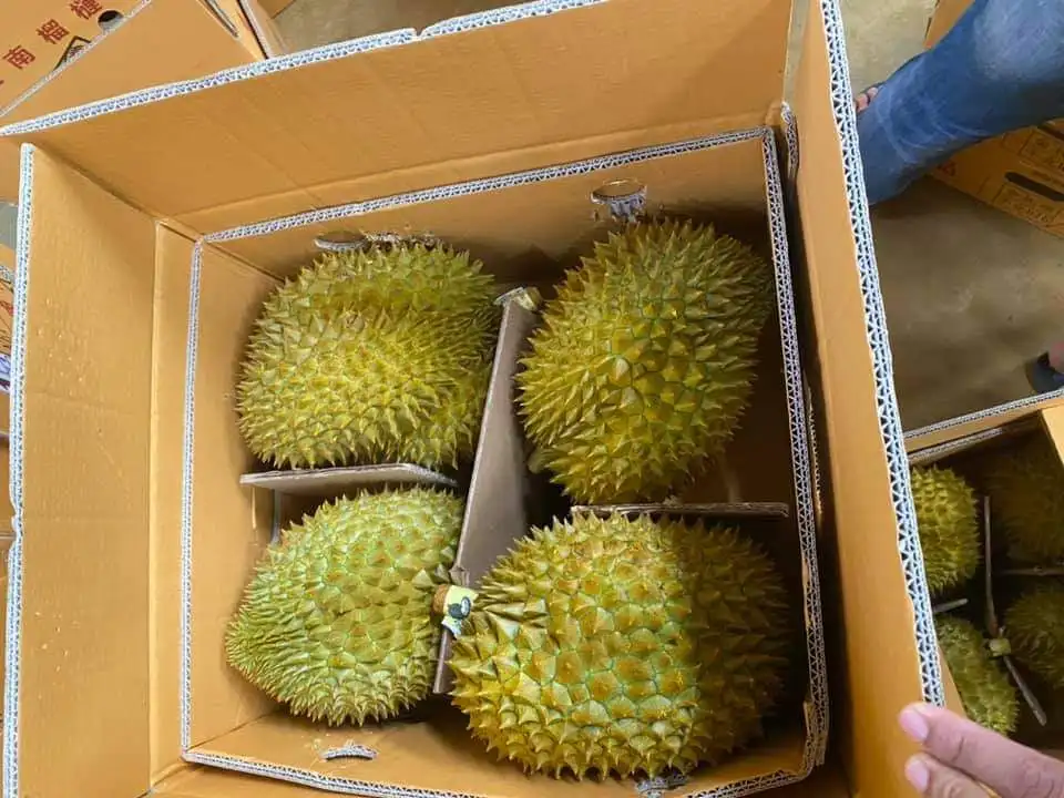 The Best Fresh Durian,Tropical Fruit,Vietnam Export Products To Durian ...