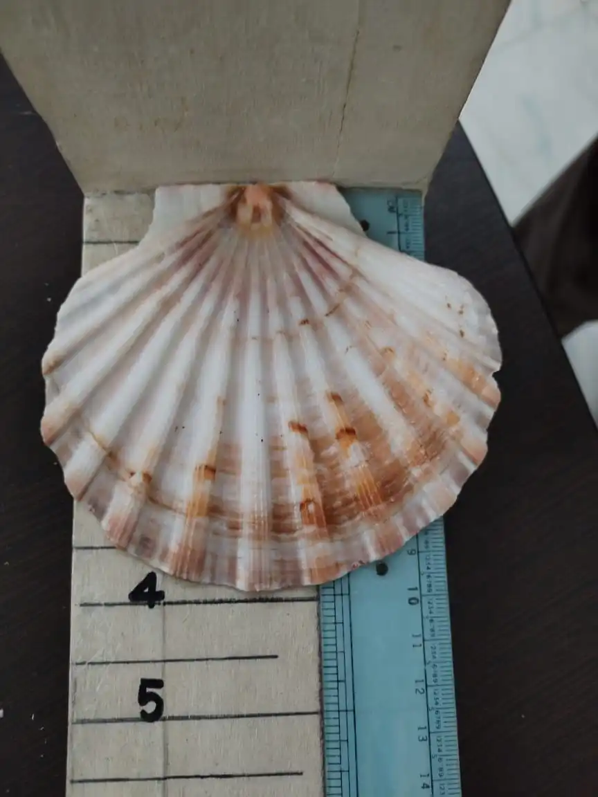 Custom Made Scallop Shells In Large Sizes Suitable For Soap Makers And ...