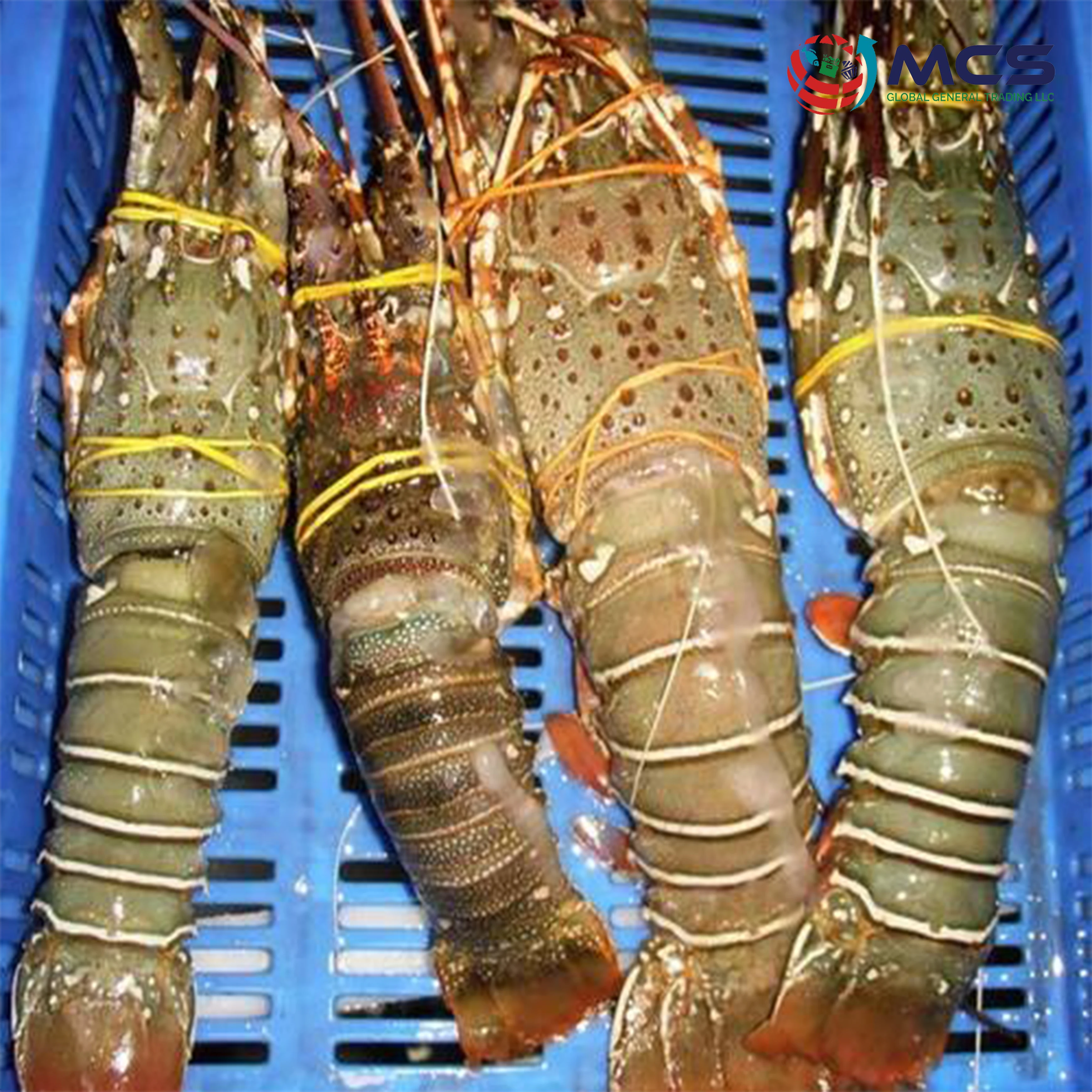 Fresh And Premium Quality Frozen Lobsters Raw Lobsters Lobsters With ...