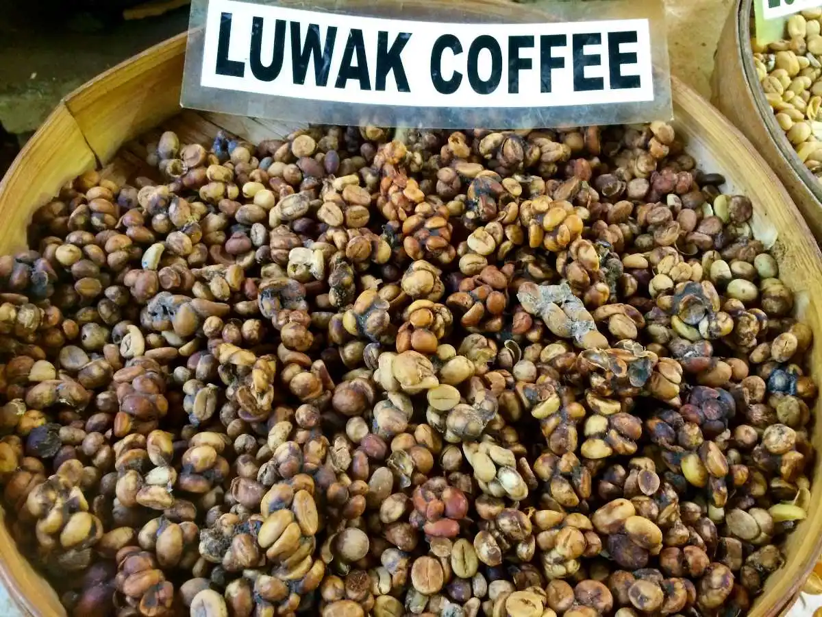 Wild Kopi Luwak Coffee Price Kopi Luwak Green Coffee Indonesia Buy ...