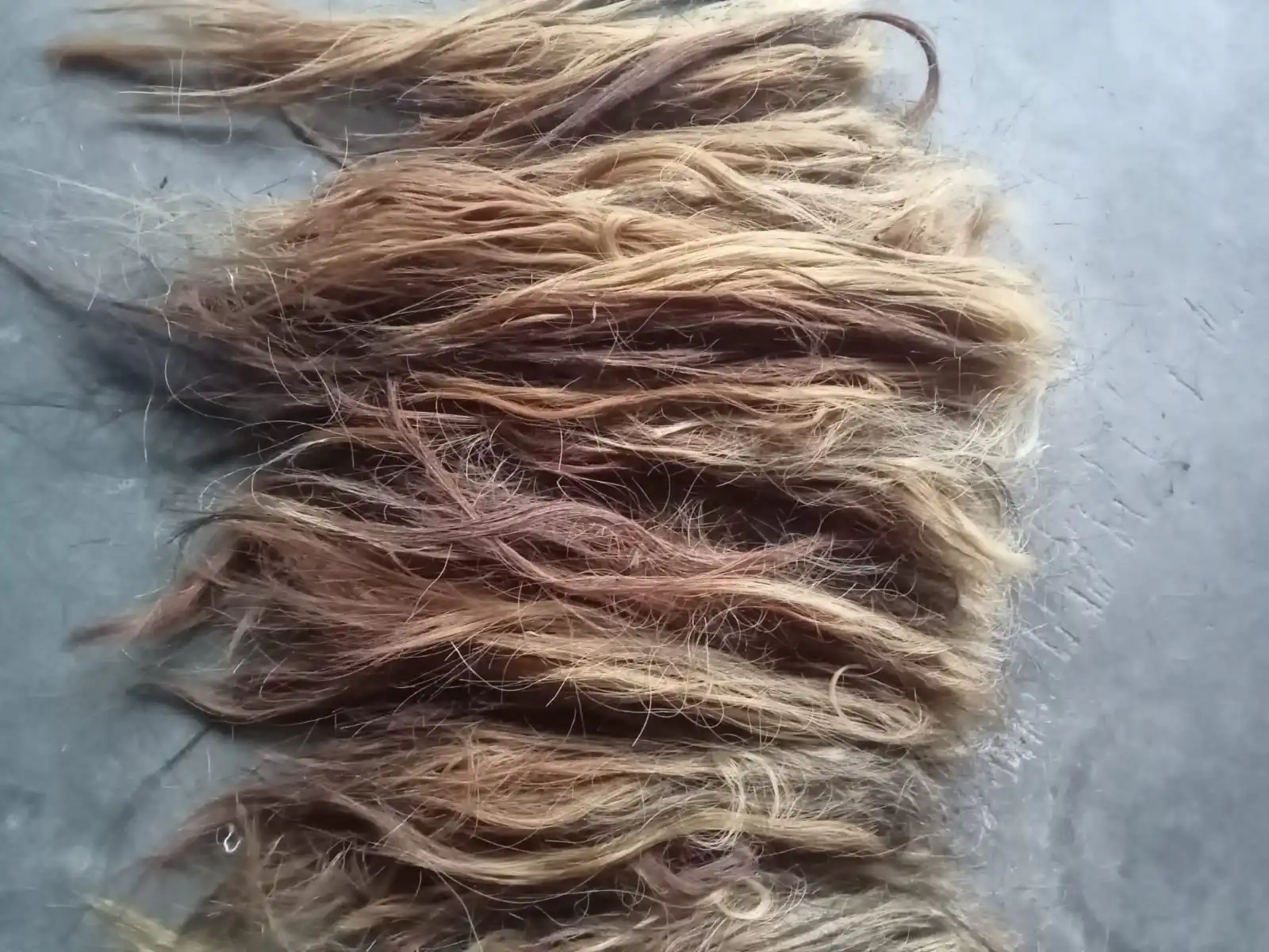 Top Quality Buffalo Tail Hair Real/cow and Bull Tail Hairs for Making ...