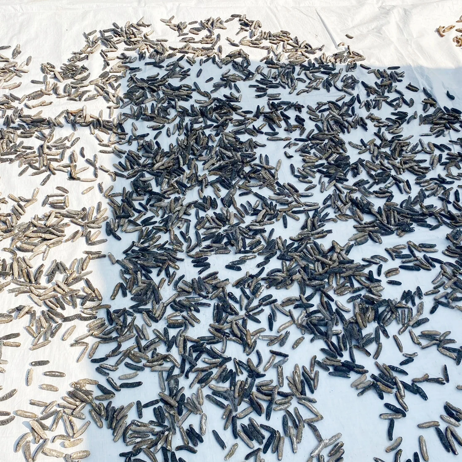 Sri Lankan Sea Cucumber - Natural Sun Dried Sand Fish