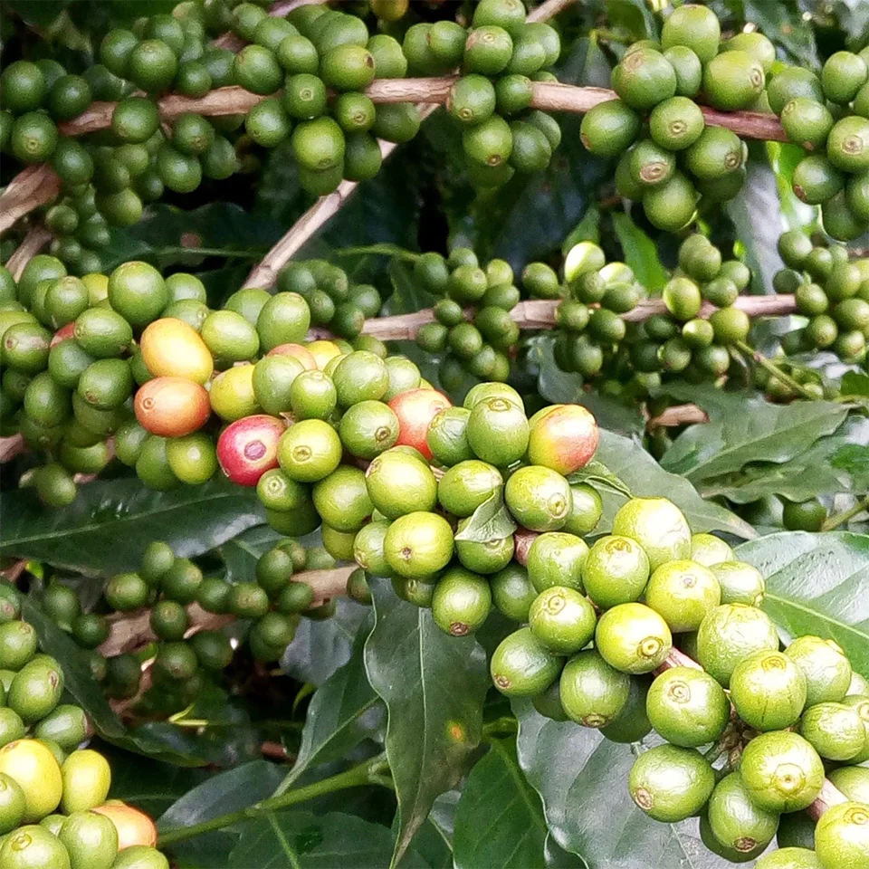 High Quality Green Arabica/robusta Coffee Beans Competitive Price From ...