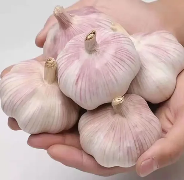 Fresh New Crop Pure White Garlic Gap Certified And Supplied By China ...