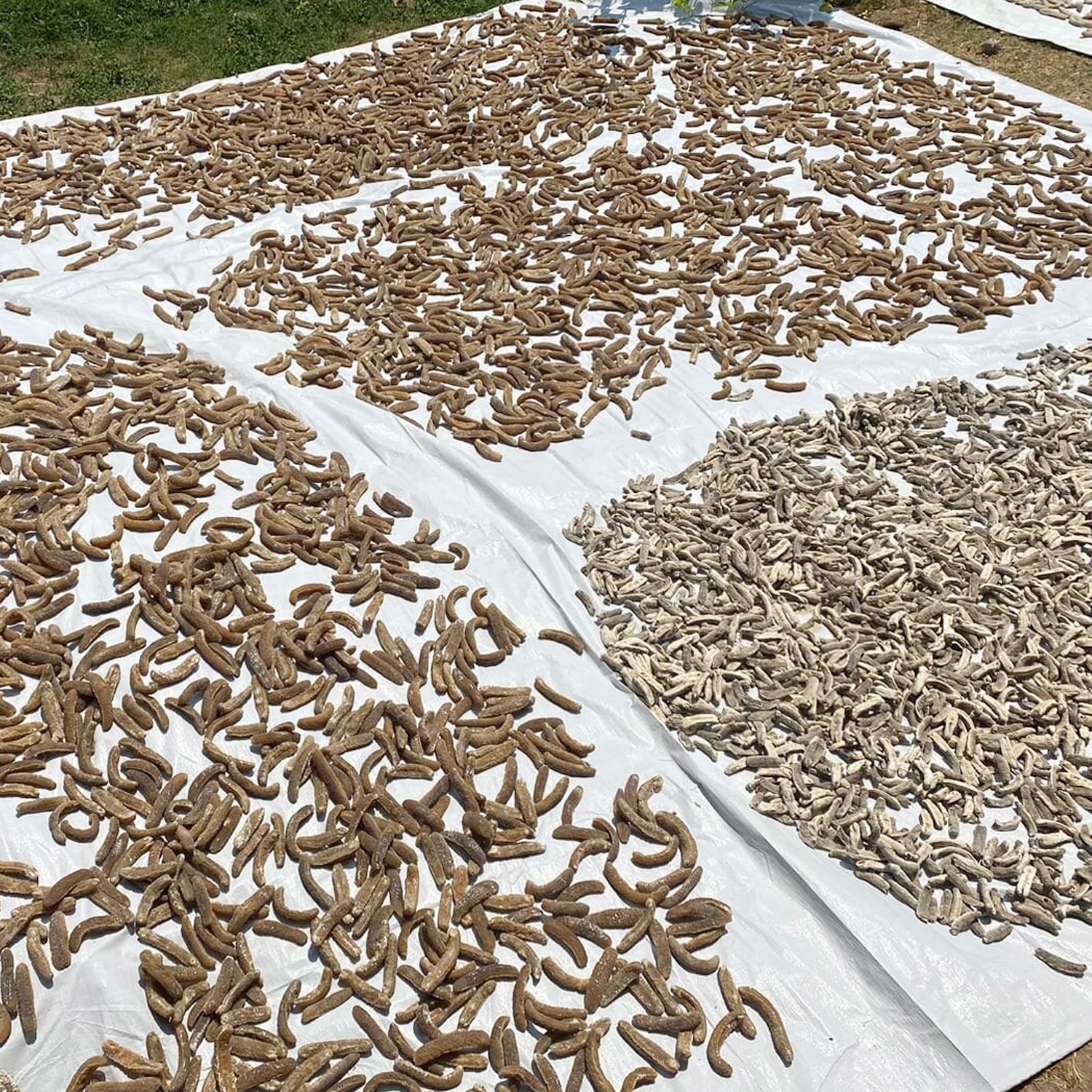 Sri Lankan Sea Cucumber - Natural Sun Dried Sand Fish