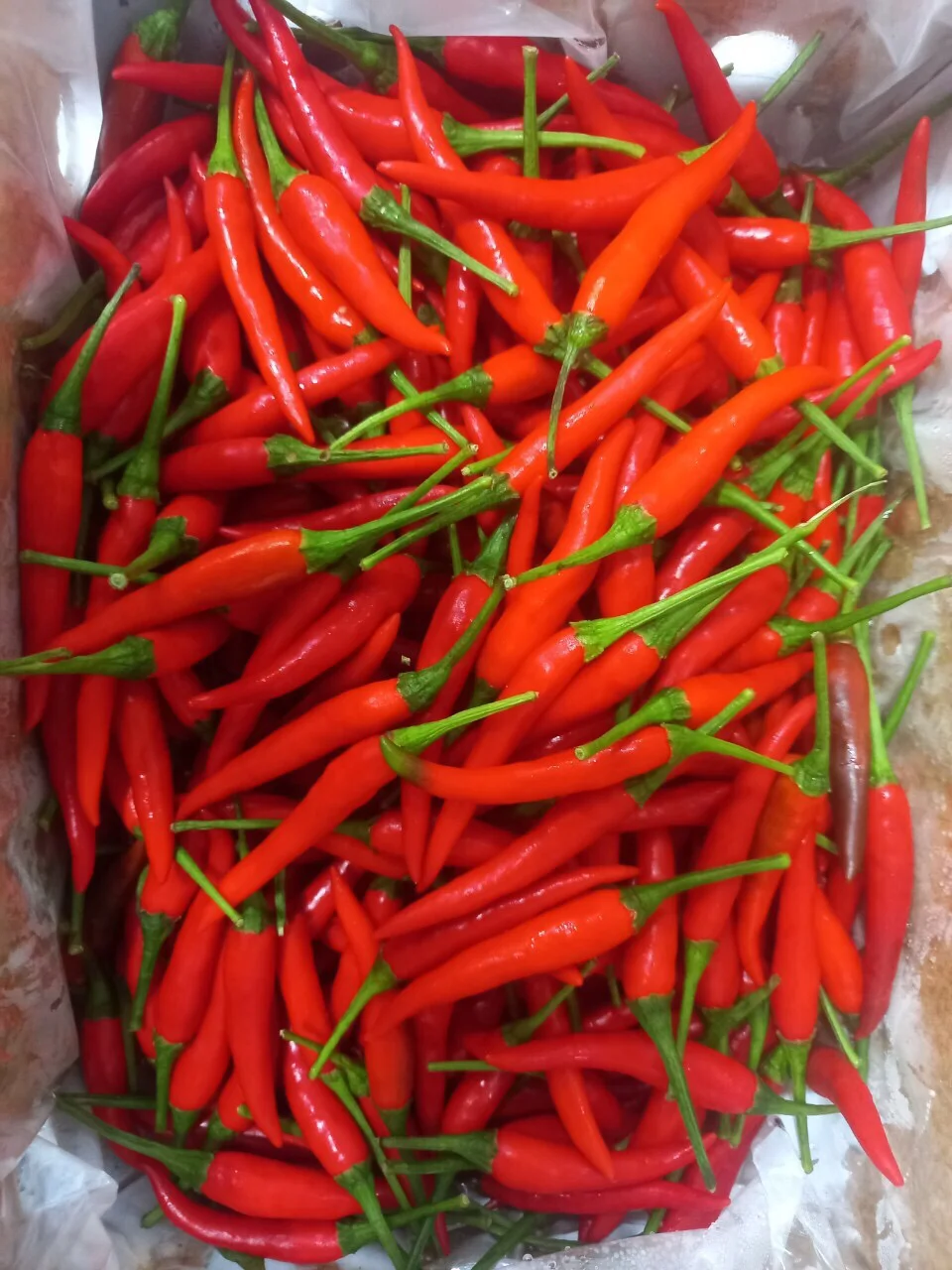 High Quality Fresh Red Chili From Viet Nam With Best Price - Buy Fresh ...