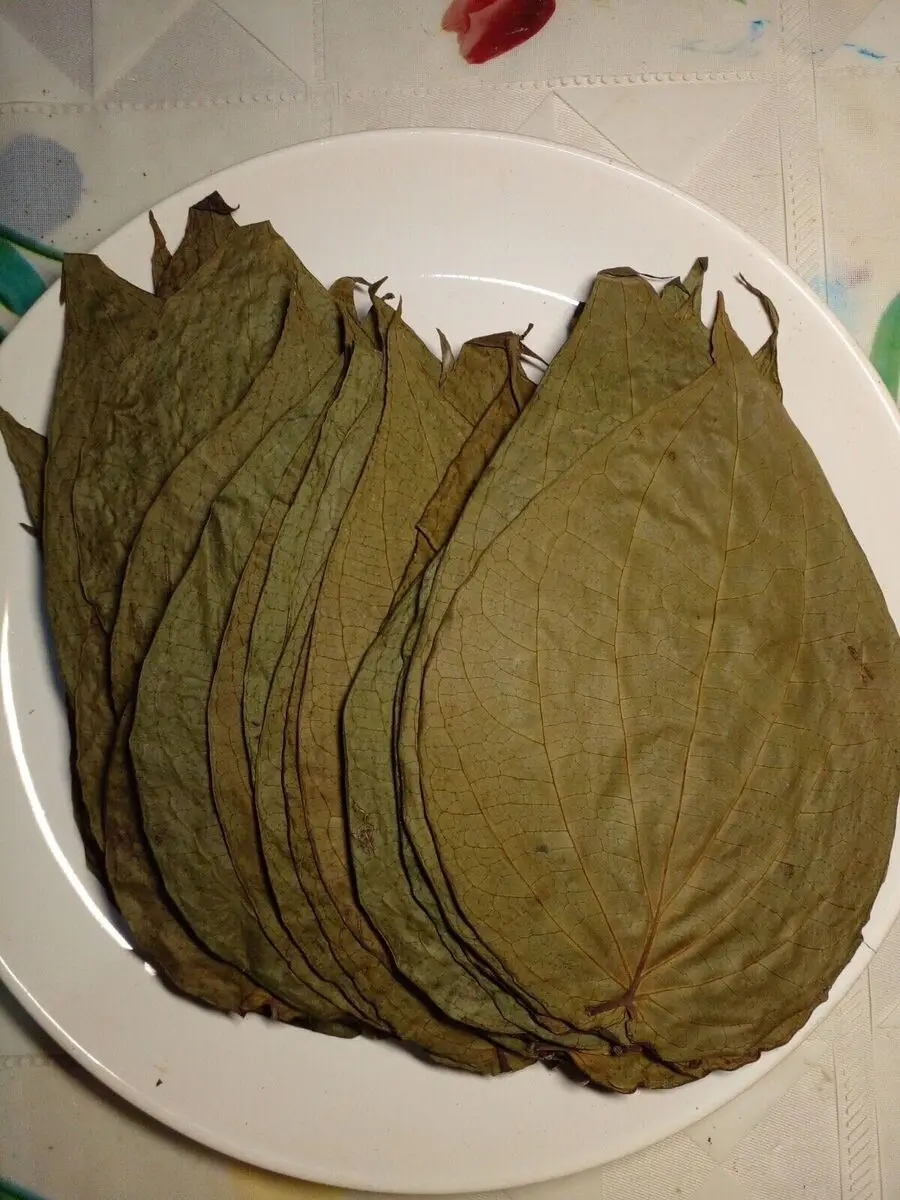 Premium Dried Organic Betel Leaves With Antioxidant Effect for ...