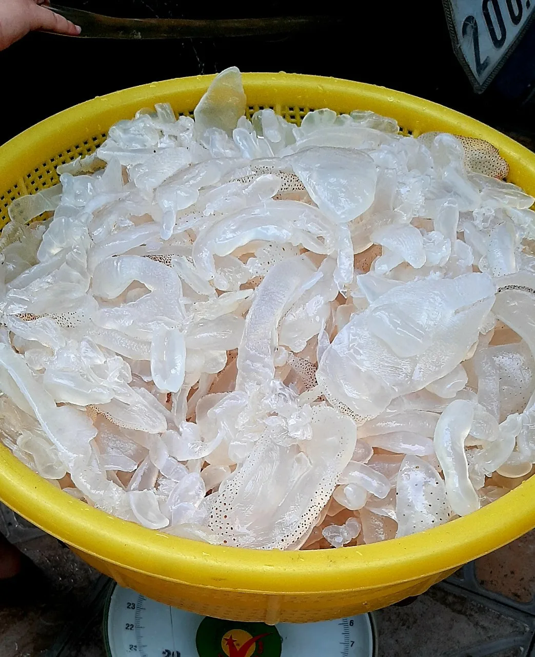 Salted Jellyfish Delicious Seafood Agriculture Product Salted Jellyfish ...