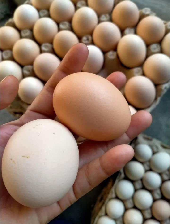 Fresh Organic Poultry Chicken Brown Table Eggs | Hallal Top Quality ...