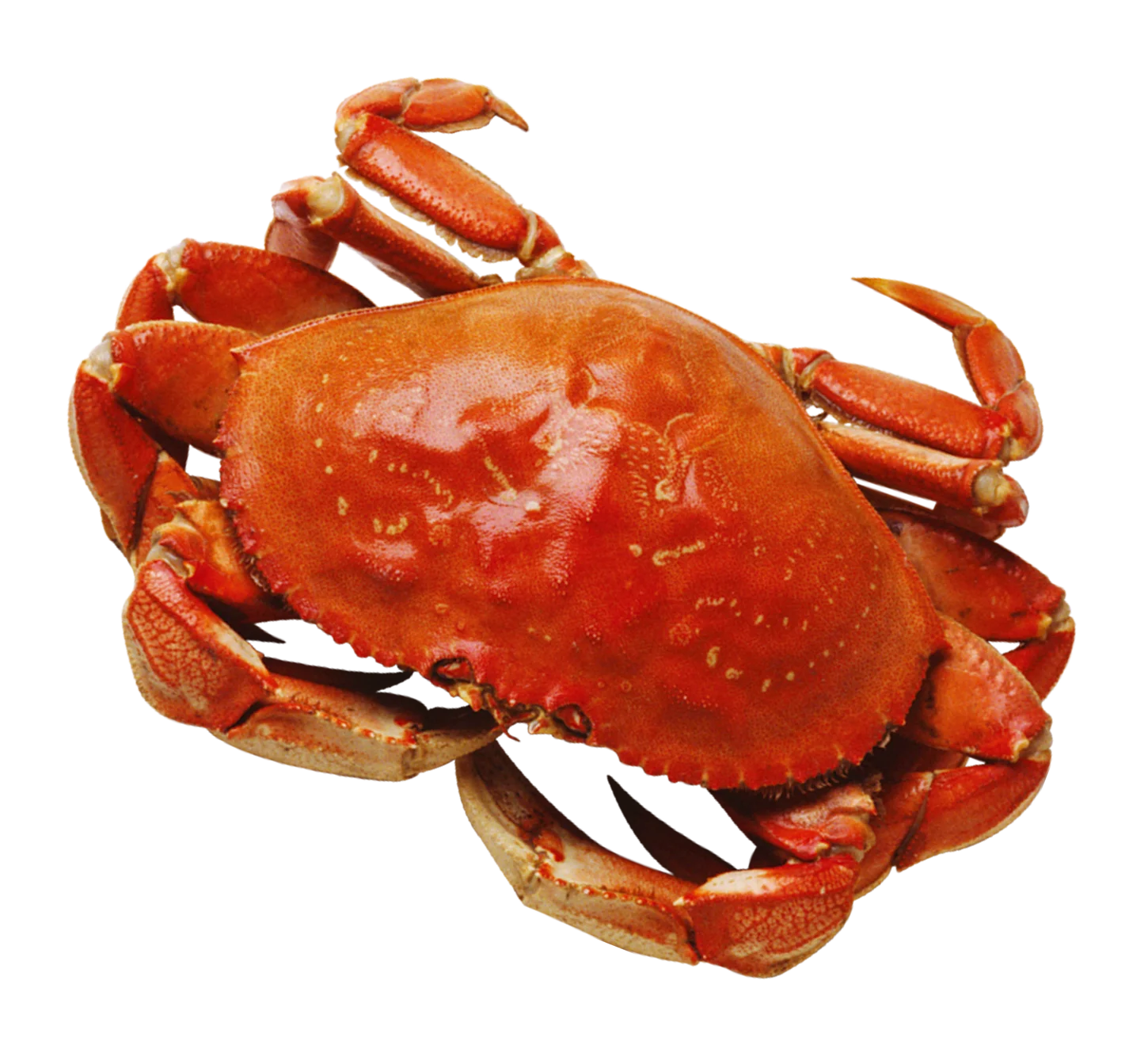 Vietnam Best Quality Large Crab Shell At Low Price For Food Stuff ...