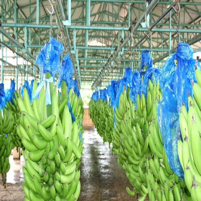 Custom Packaging Banana Fruit - Premium Cardboard Box