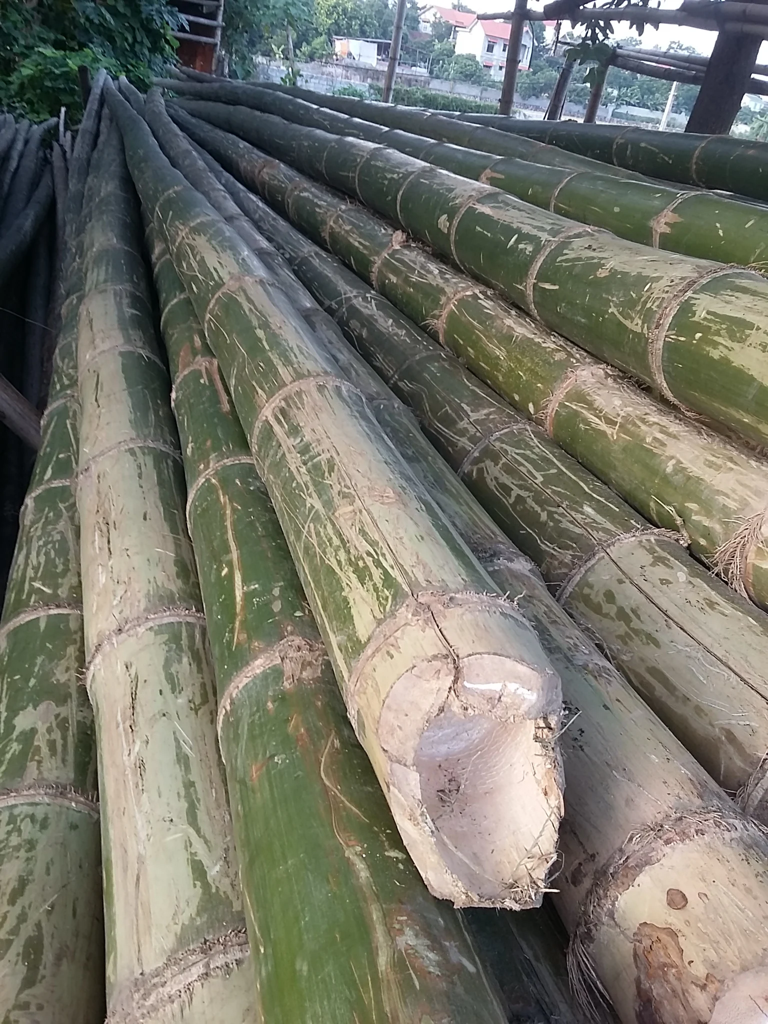 High Quality Vietnam Bamboo Cane Dried Bamboo Poles For Gardening ...