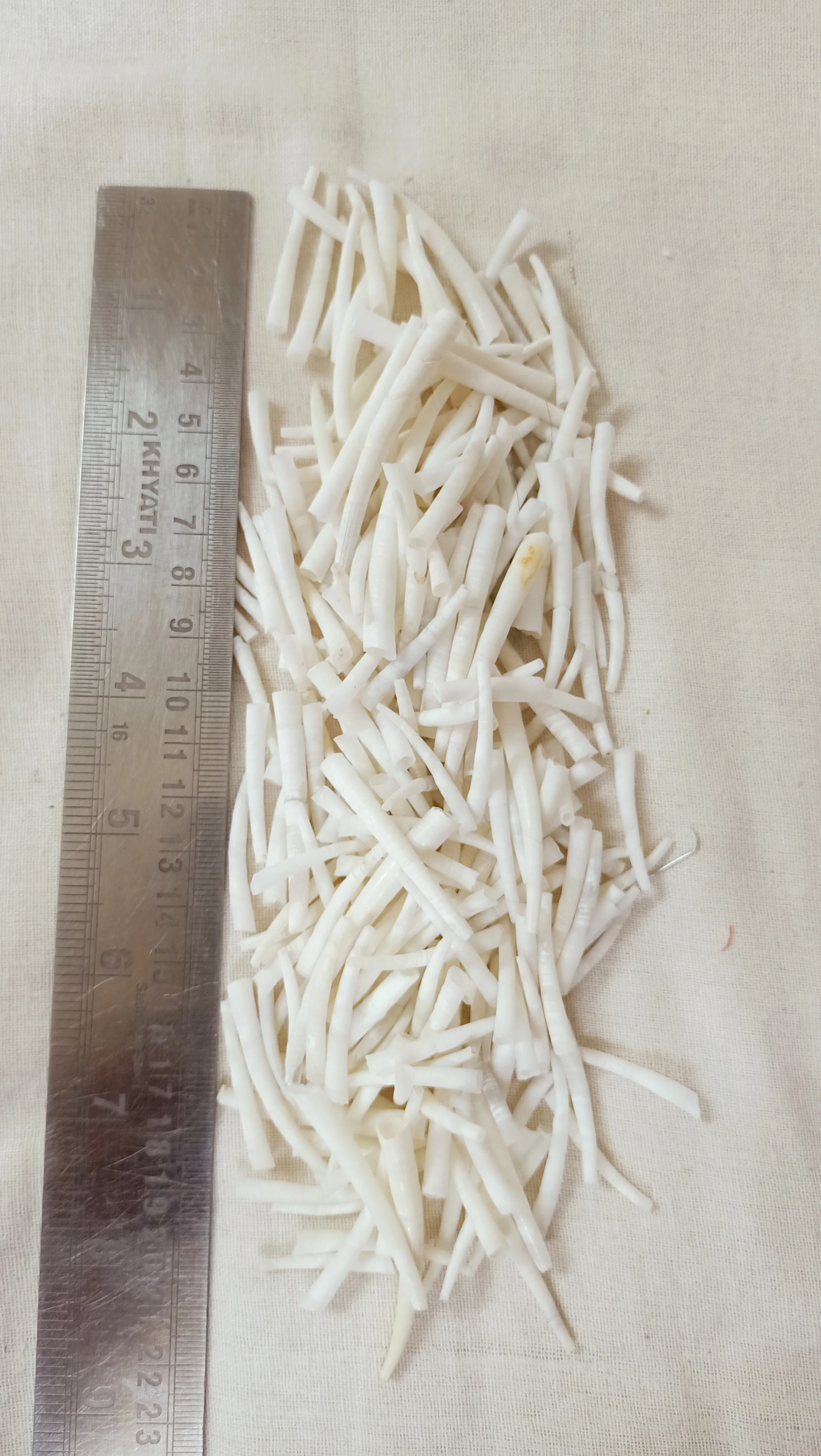 Natural Dentalium Tusk Sea Shells for Native Jewelry Design