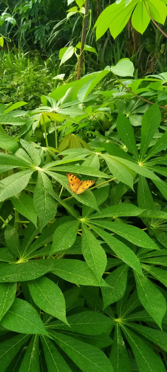 Wholesale High Quality Frozen Minced Cassava Leaf From Vietnam Frozen