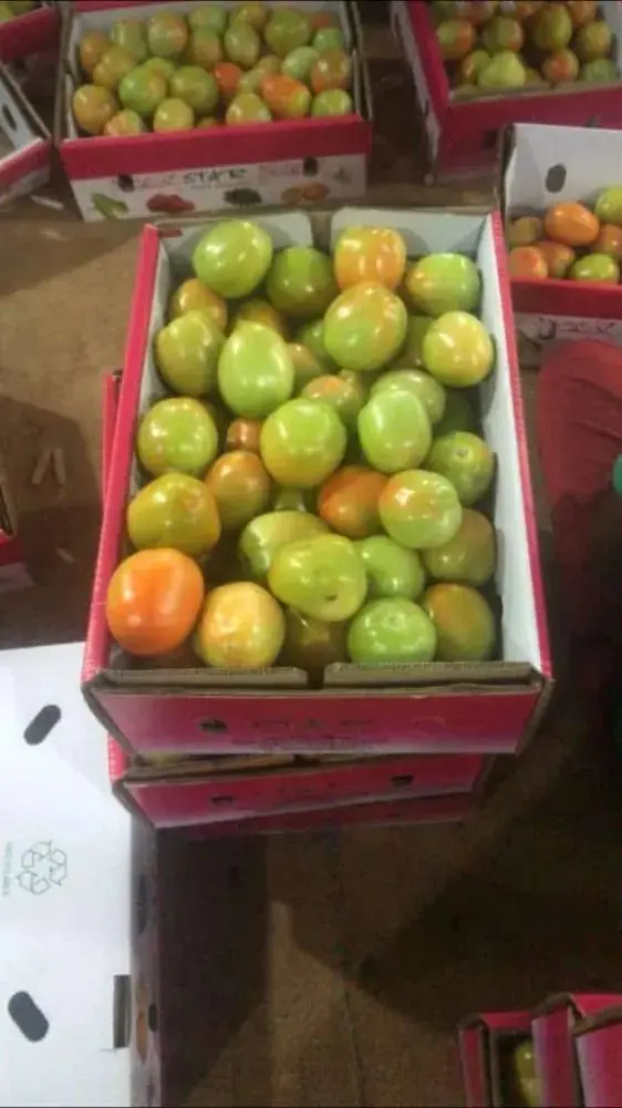 Fresh Tomatoes - High Shelf Life - Quality Produce - Buy Tomato Fresh ...