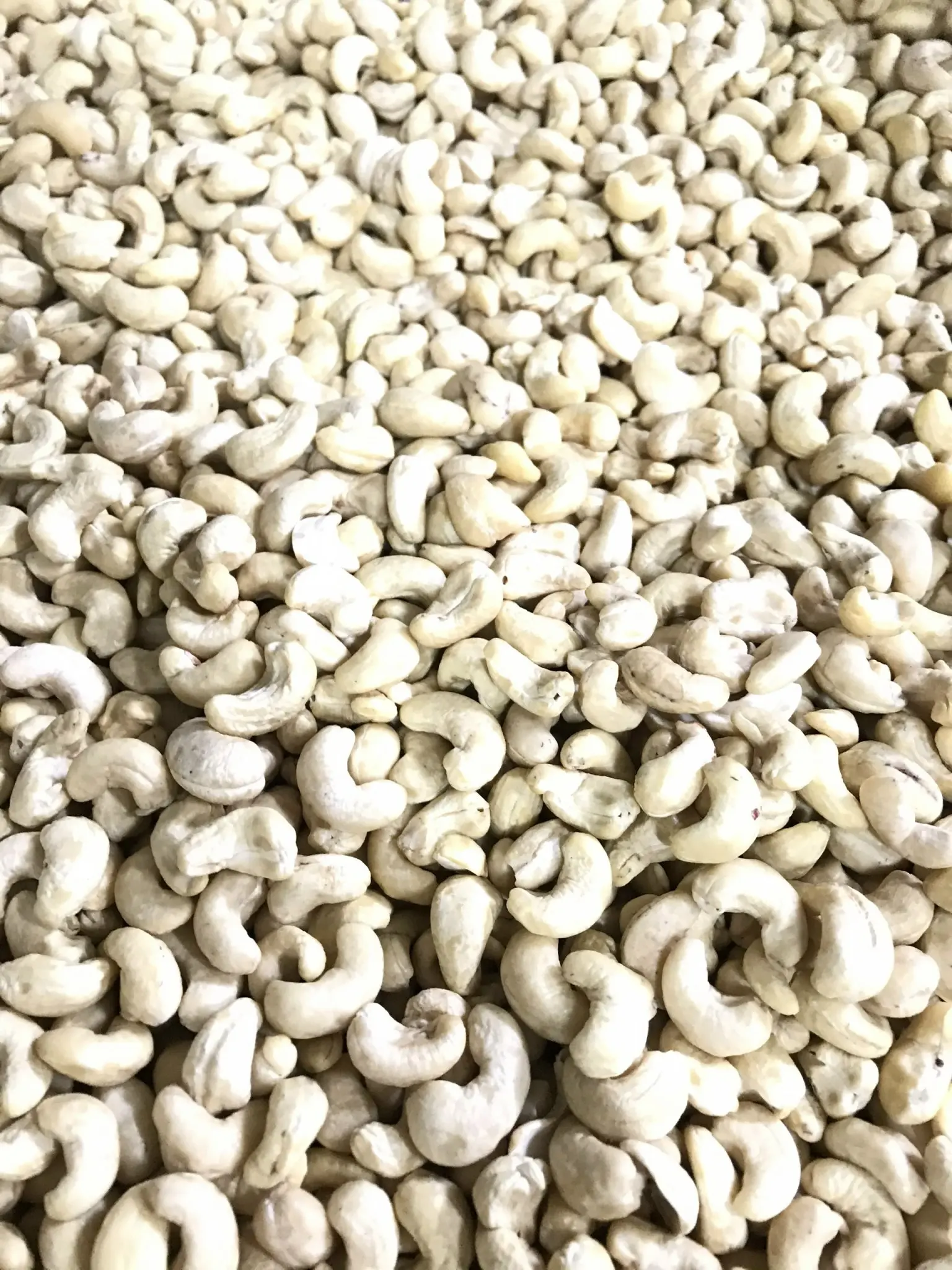 Whole Size Cashews W320 W240 W450 Jumbo Size Cashews 100% White Cashew Nut Sell Vietnam Good ...