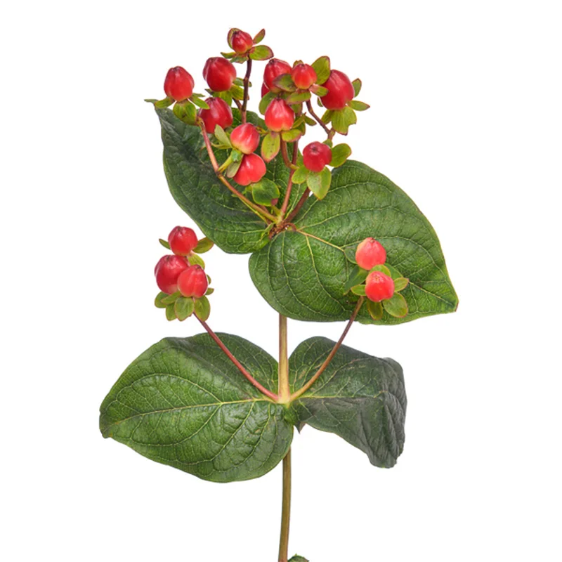 Fresh Flowers Kenyan Hypericum Red Berries Bouquets Supplier Fresh Cut ...