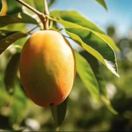 sindhri amm mango| Alibaba.com