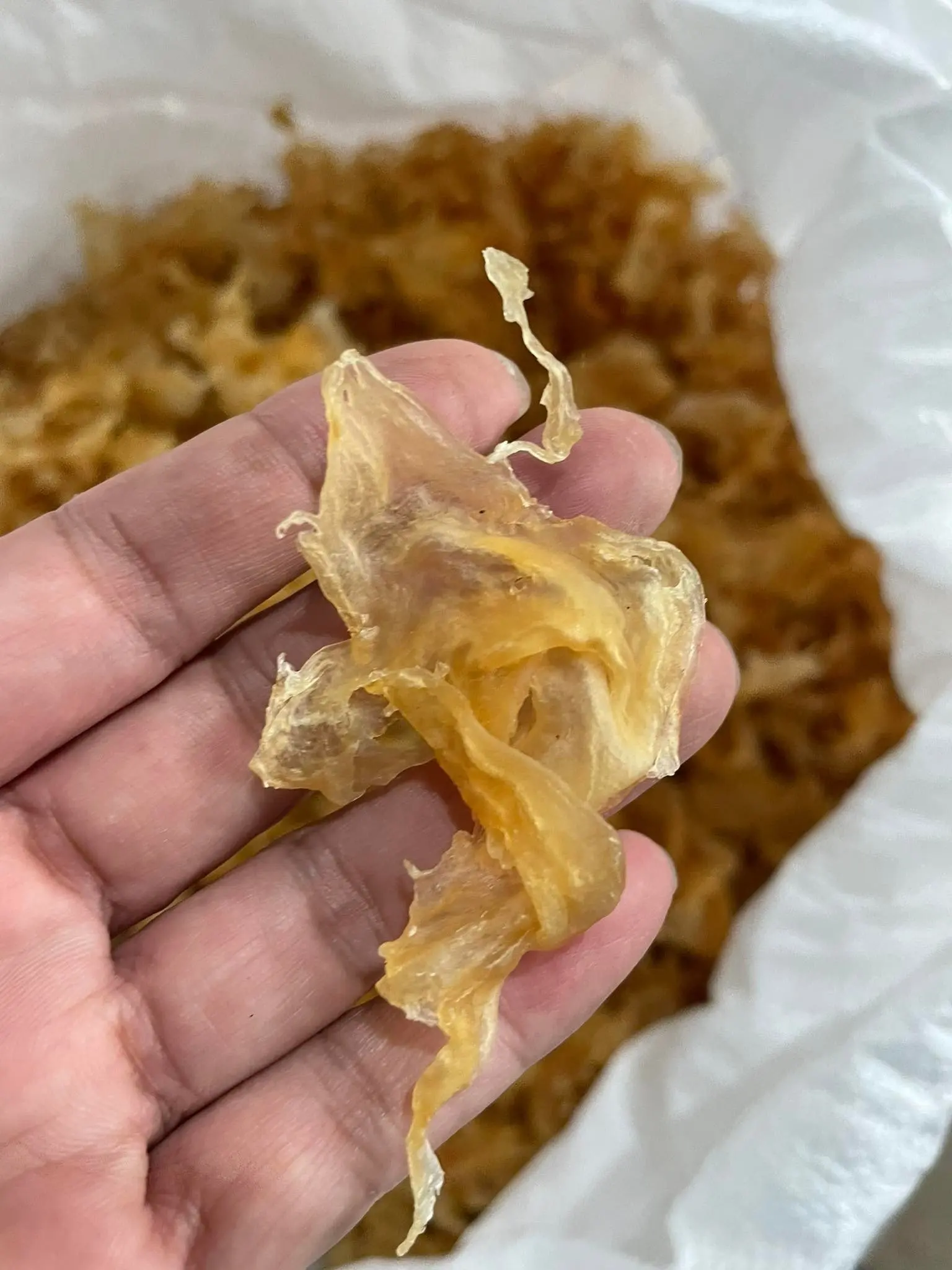 Dried Seabass Fish Maw High Quality 100% Natural Dried Top Quality Popa ...