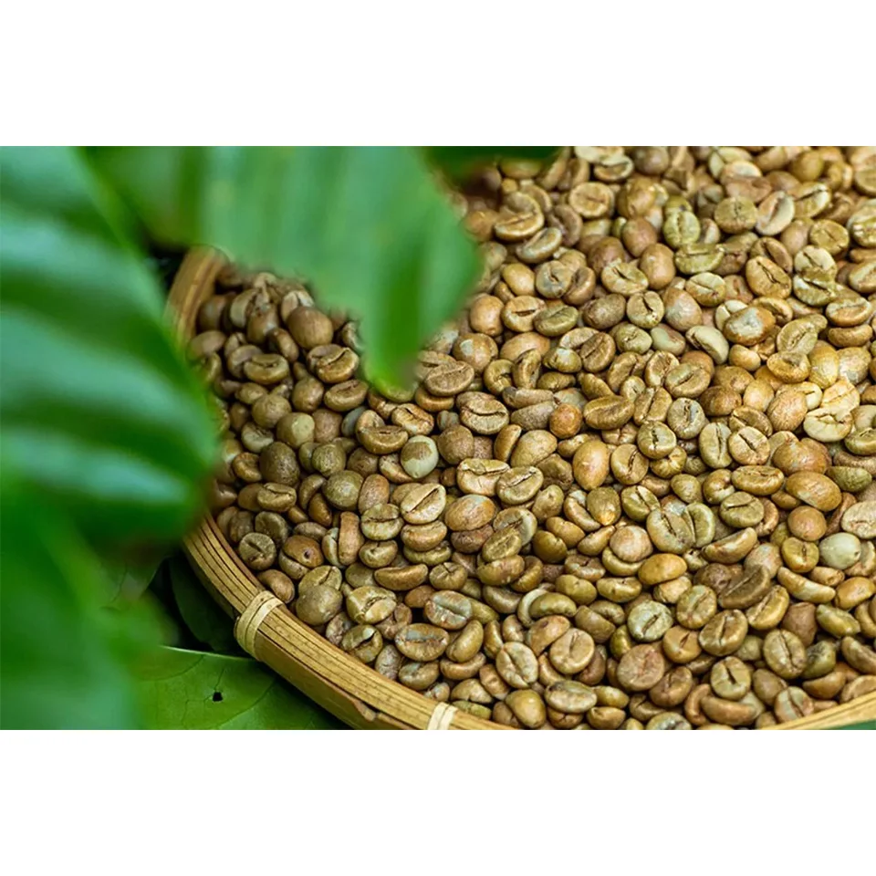 High Quality Green Arabica Coffee Beans Competitive Price Packed From ...