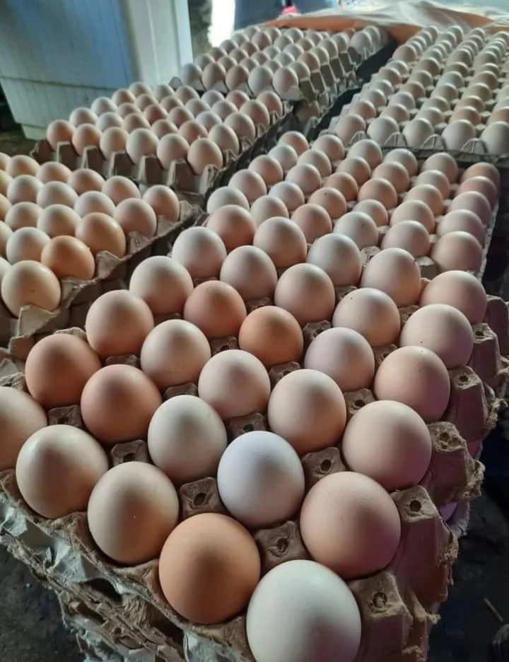 Fresh Organic Poultry Chicken Brown Table Eggs | Hallal Top Quality ...