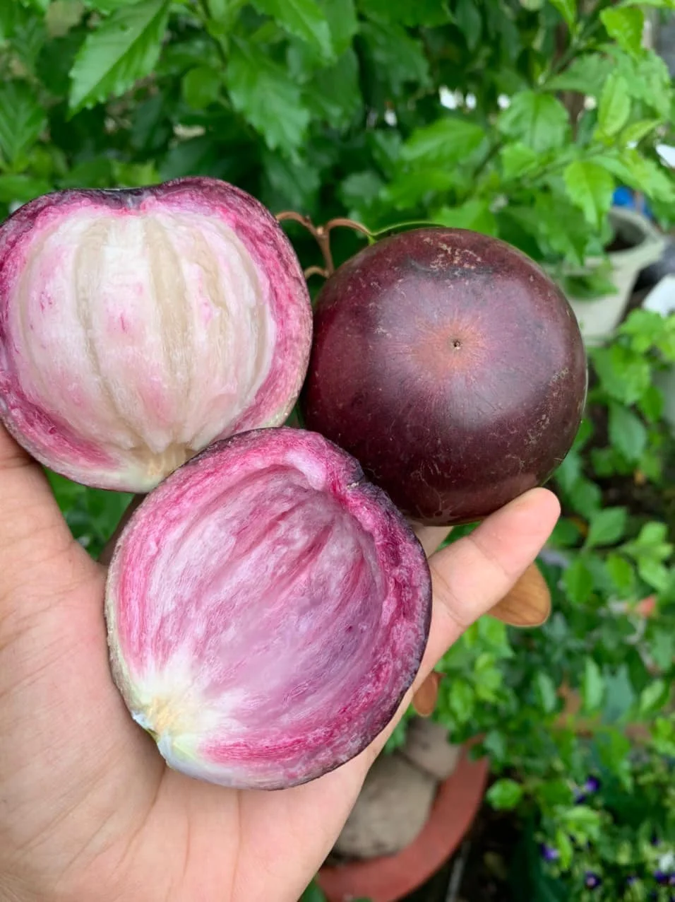 Fresh Star Apple - Delicious Organic Fruit for Export