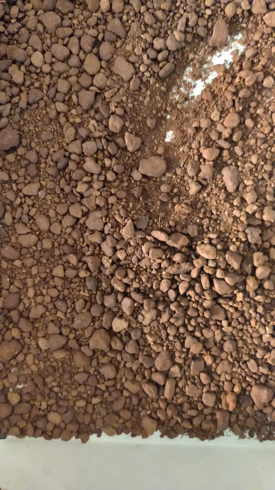 Rapeseed Meal Pure Organic Fertilizer for Animal Feed Export Bulk ...