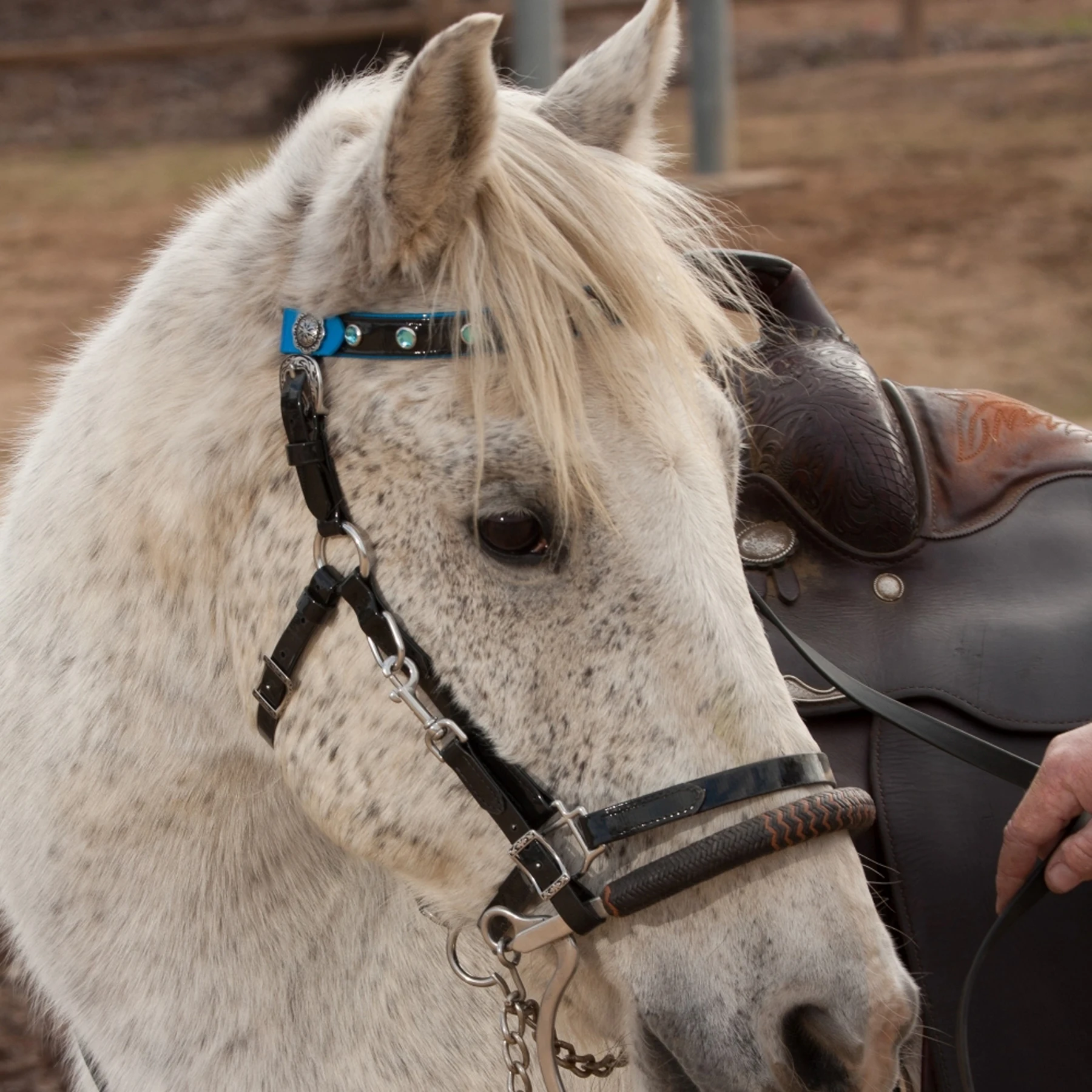 Trendy New PVC Horse Reins Headstall Thickened Equestrian Accessories ...