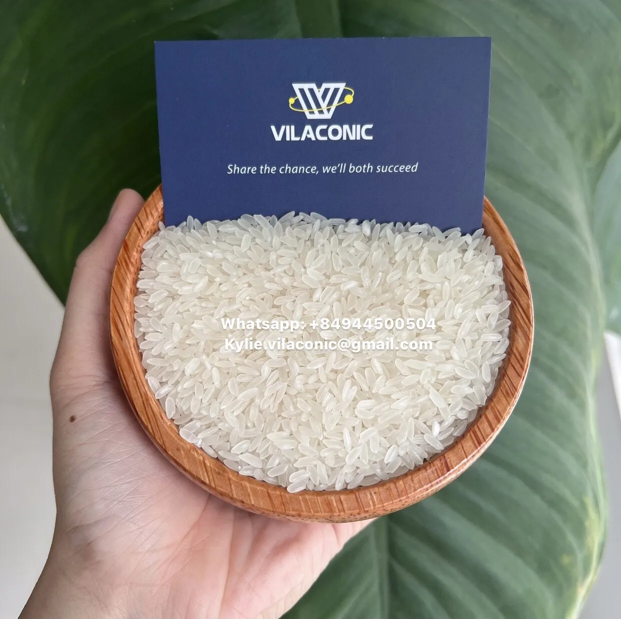 Order Now Calrose/camolino/egyptian Rice/medium Grain Rice From Vietnam ...
