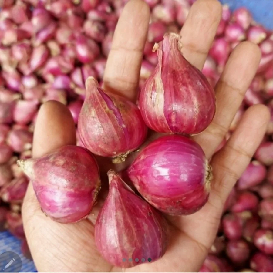 Wholesale Fresh Red Onion Natural Indonesia Abundant Products Ready For ...