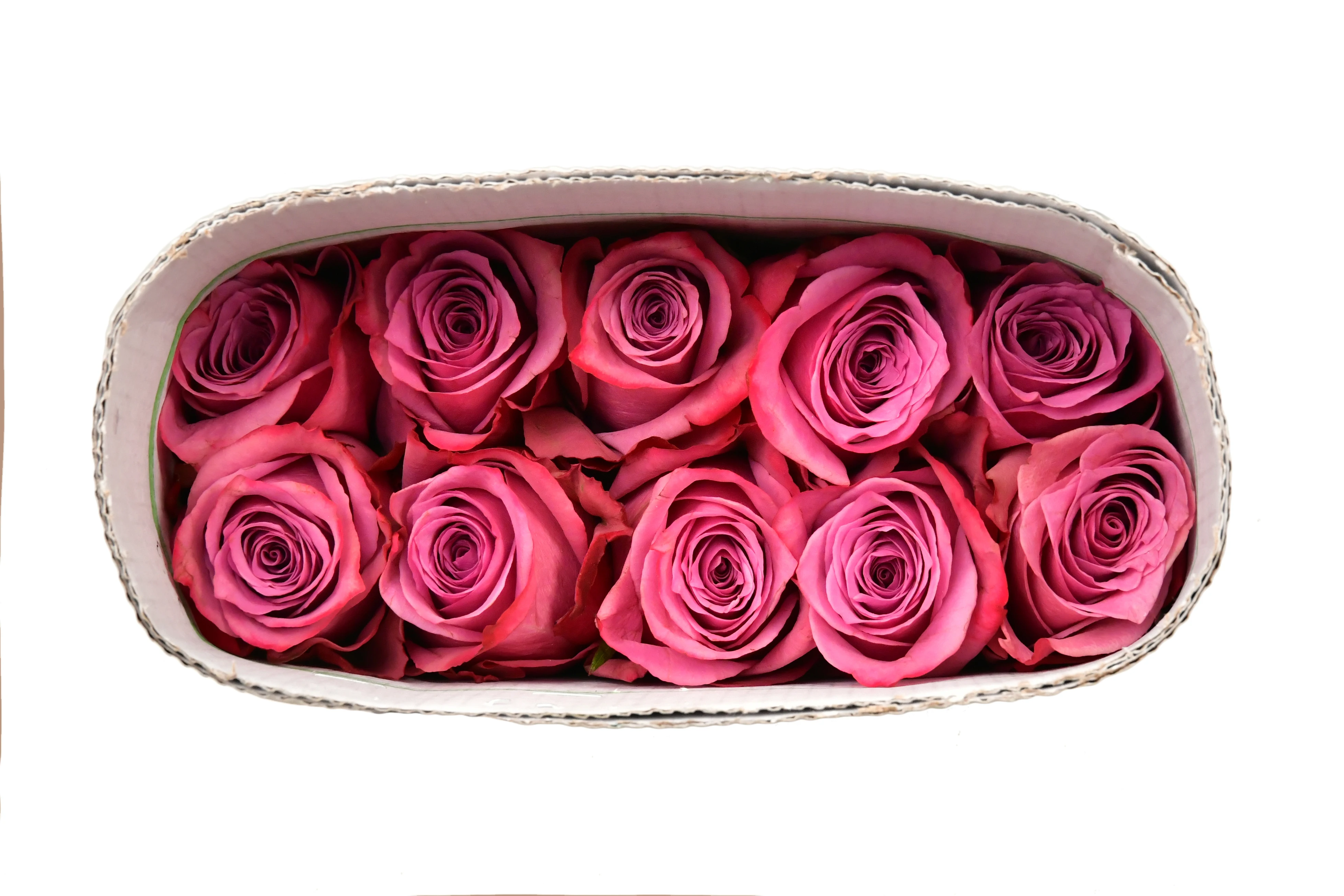 Premium Kenyan Fresh Cut Rose Purple Large Headed 62cm Stem Wholesale ...