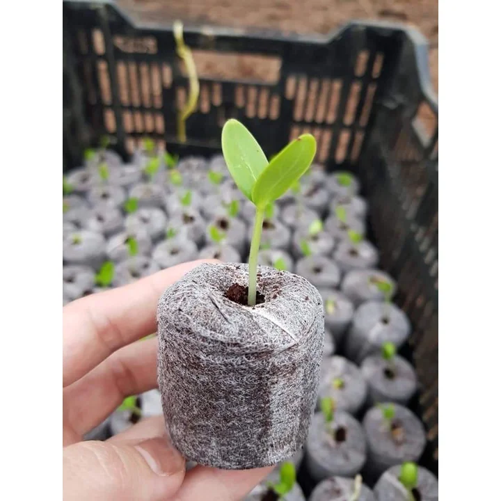 Vietnamese Coir Jiffy Coir Peat Pellet Coco Coir Pellets Low Price And ...