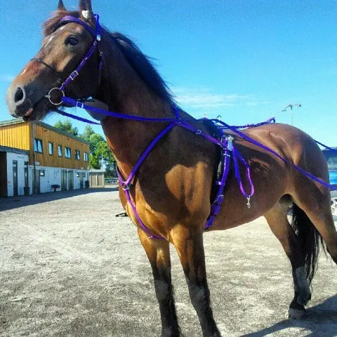 PVC Horse Harness Set - Customized Quick Hitch Solutions