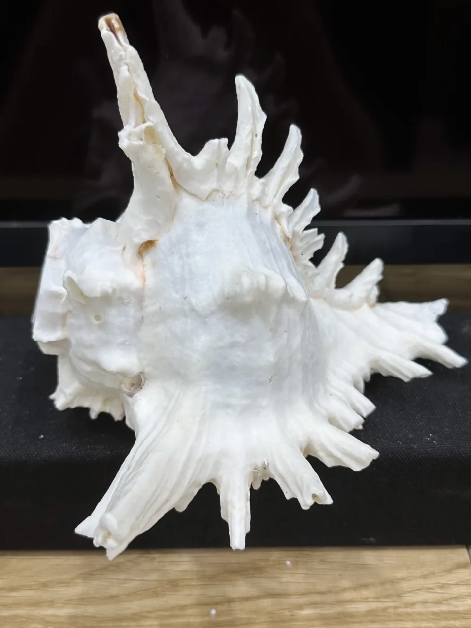 Factory Wholesale Of Pure Natural Sea Shell Snail Polished High Quality ...